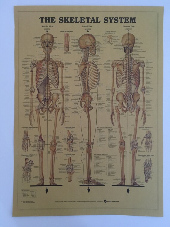 Human Skeleton Poster Print Anatomy Skeletal System Vintage - Etsy