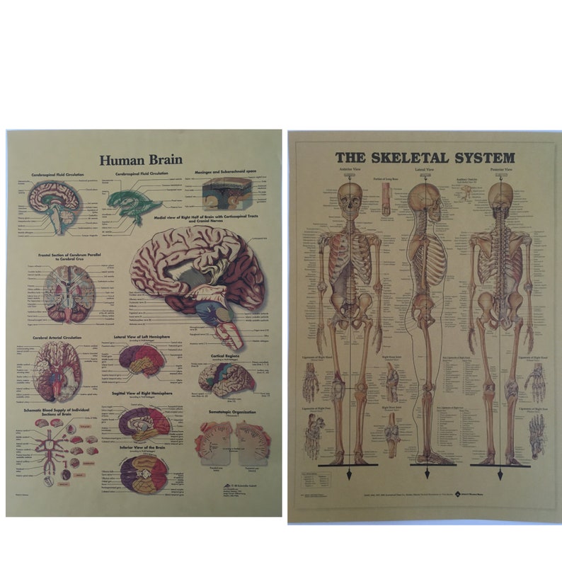 Vintage Human Brain Poster Anatomy Brain System Medical Print - Etsy