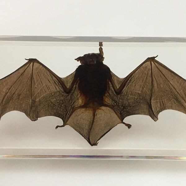 Bat Taxidermy - Etsy