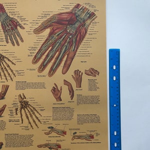 Human Hand Poster Anatomy Medical Print Educational Posters - Etsy