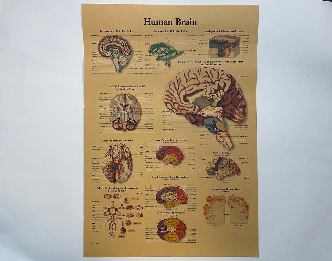 Vintage Human Brain Poster Anatomy Brain System Medical Print Posters ...
