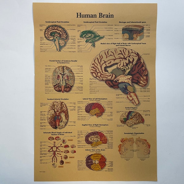 Vintage Anatomy - Etsy