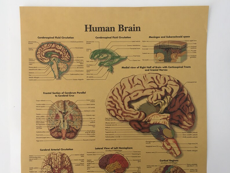Vintage Human Brain Poster Anatomy Brain System Medical Print - Etsy