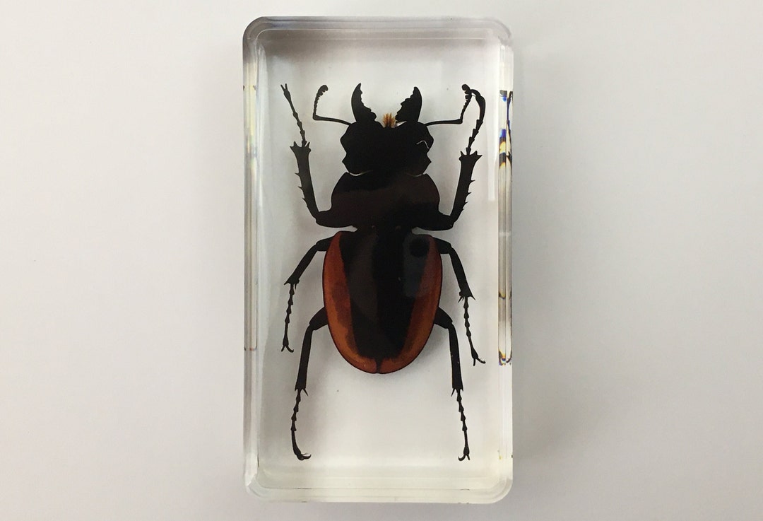 Real Insect in Resin Beetle Taxidermy Display Insects Beetles Odd Gifts ...