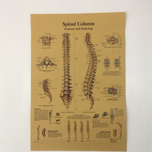 Human Skeleton Poster Print Anatomy Skeletal System Vintage - Etsy
