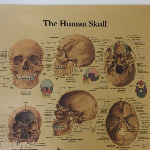 Skull Poster - Etsy