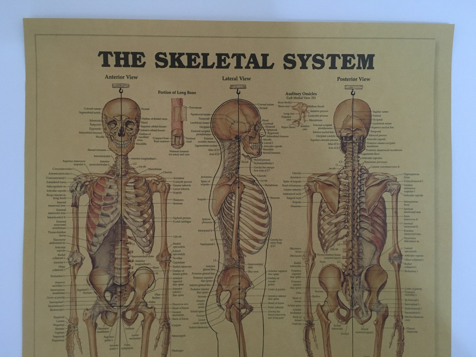 Human Skeleton Poster Print Anatomy Skeletal System Vintage - Etsy