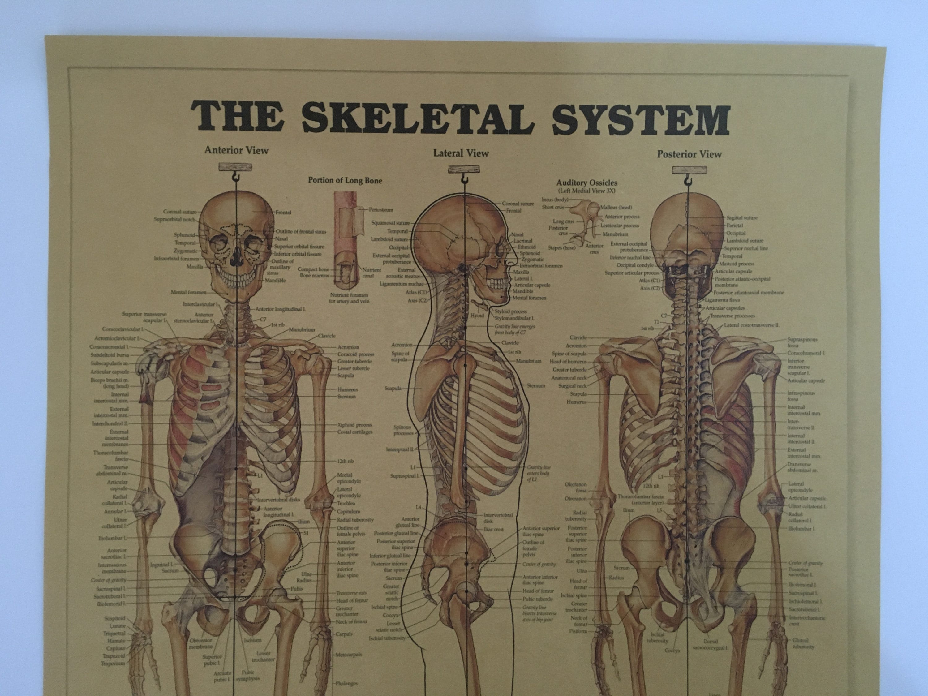 Human Skeleton Poster Print Anatomy Skeletal System Vintage - Etsy