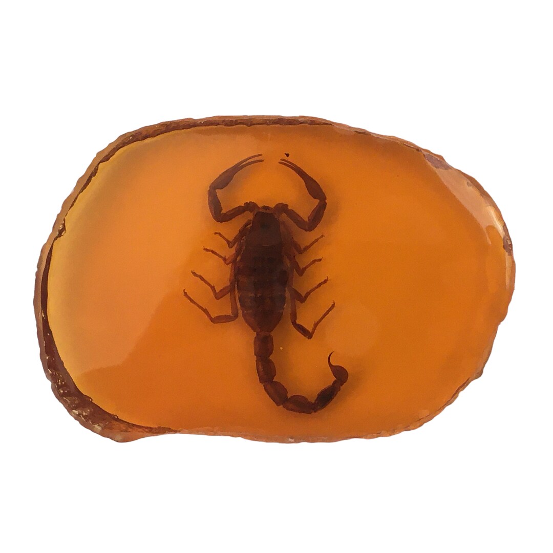 Real Scorpion Taxidermy Display Educational Learning Toys - Etsy