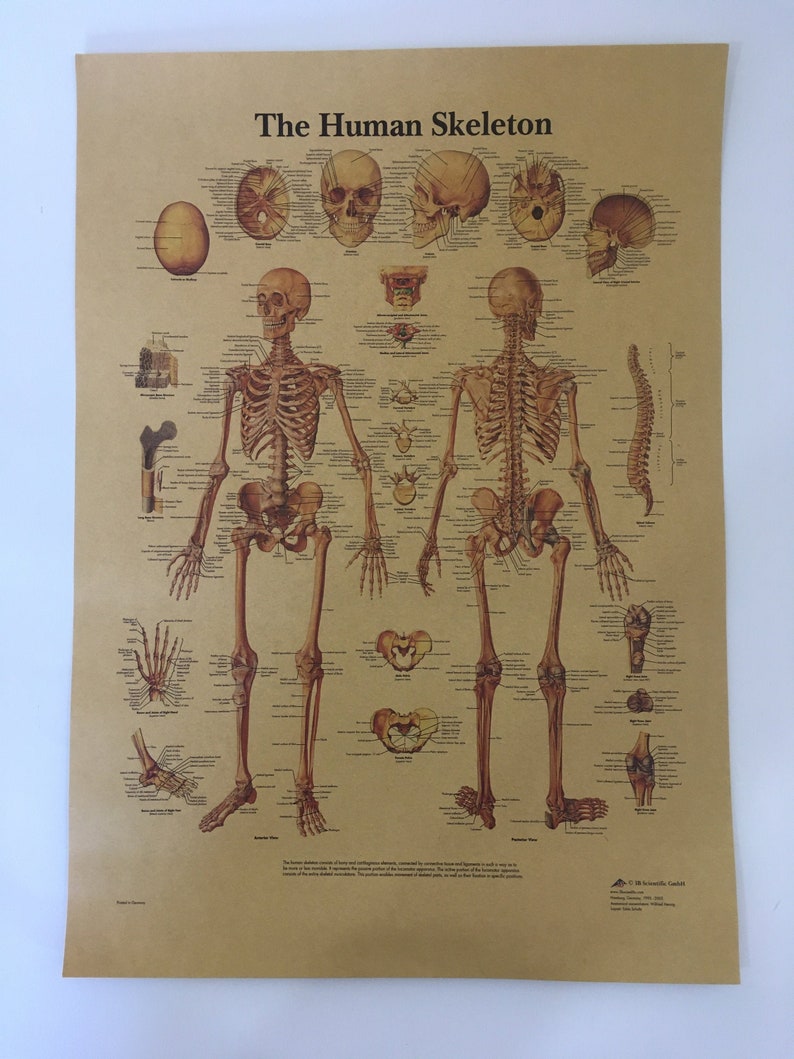 Vintage Human Skeleton Poster Anatomy Skeletal System - Etsy