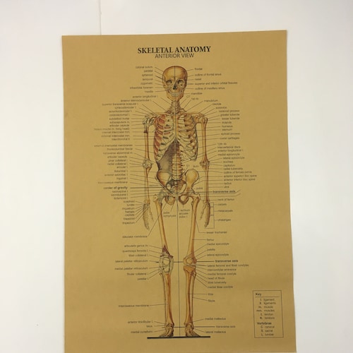 Human Skeleton Poster Print Anatomy Skeletal System Vintage - Etsy