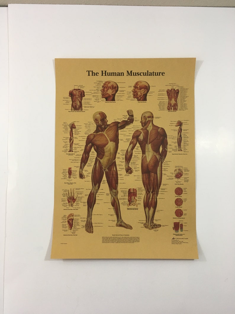 Human Muscular System Poster Print Body Structure Skeleton - Etsy