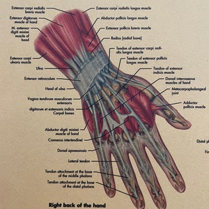 Human Hand Poster Anatomy Medical Print Educational Posters - Etsy