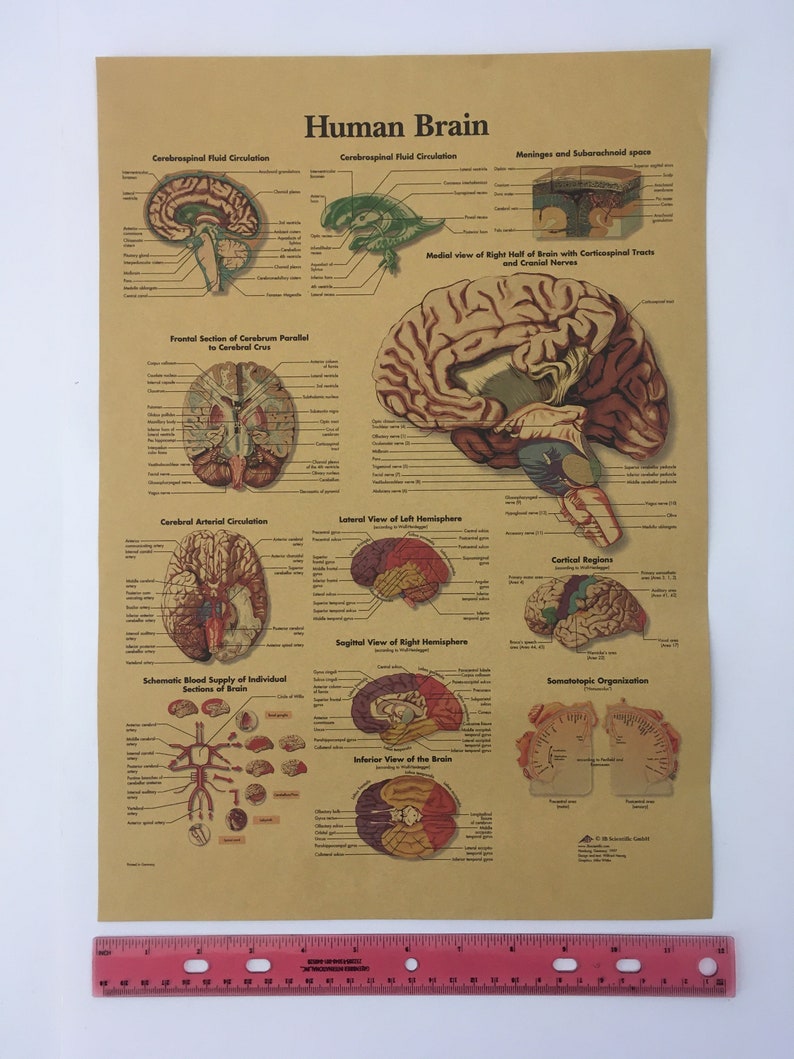 Vintage Human Brain Poster Anatomy Brain System Medical Print - Etsy