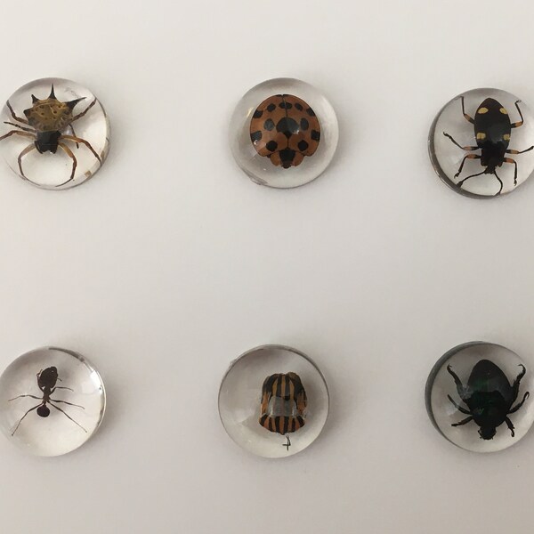 Real Insect Jewelry - Etsy