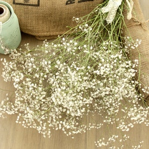 Fresh Baby’s Breath Gypsophila - 5-7 Stems (free Shipping) - Etsy