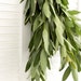 Fresh Cut Bay Leaf Greens - 8 - 10 Stems for Arrangement | Bouquet ...