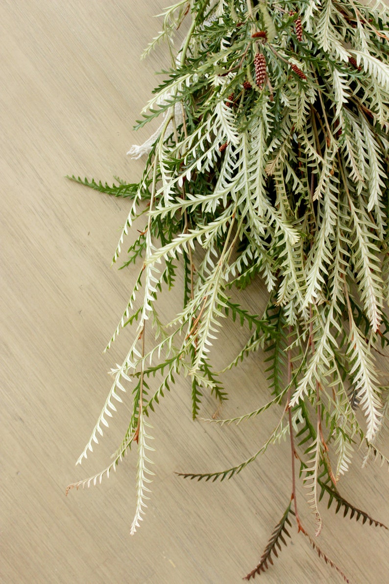 Fresh Grevillea Foliage - Free Shipping - for DIY Wedding | Bouquet ...