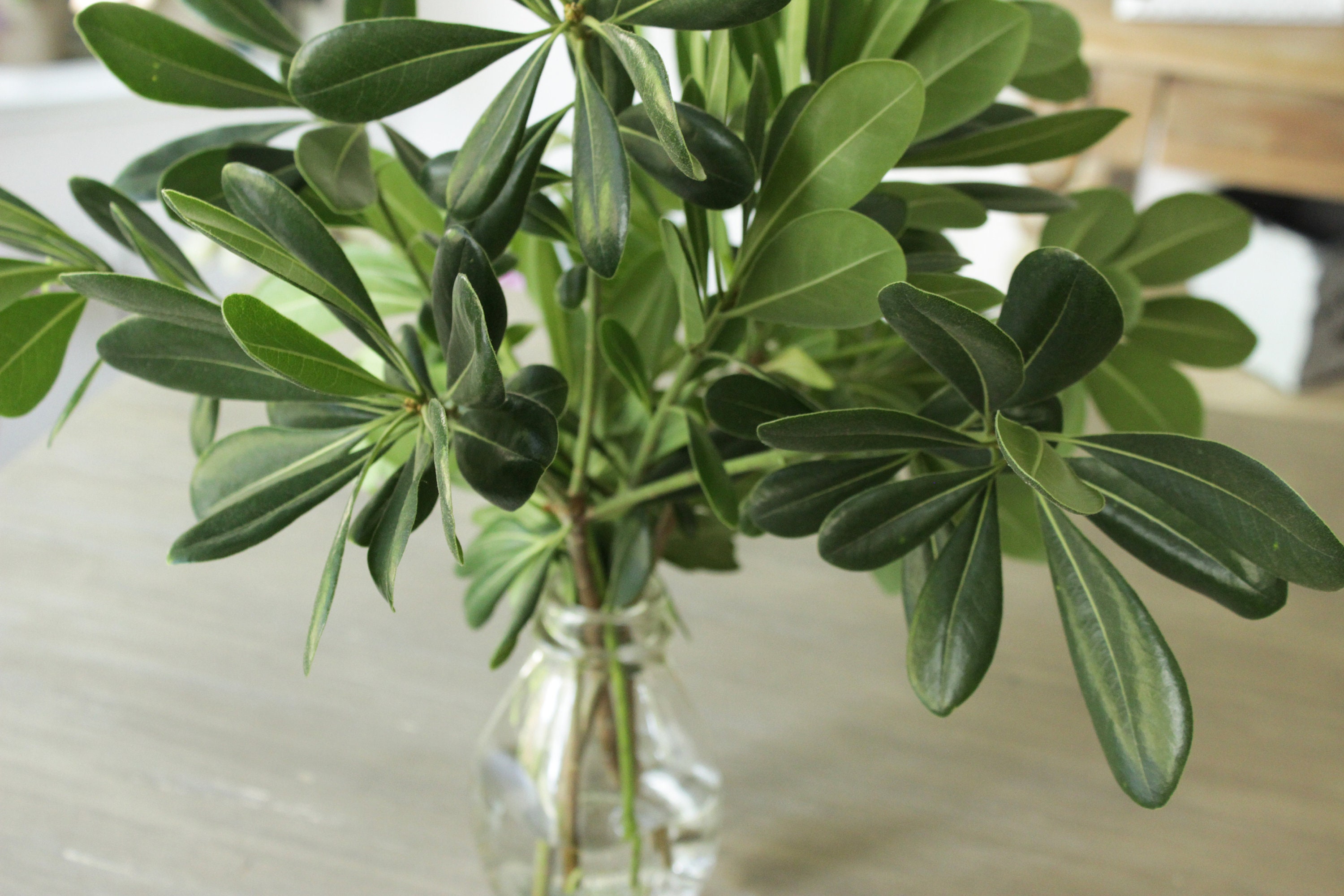 Fresh Green Pittosporum 5-6 Stems free Shipping DIY Wedding | Etsy