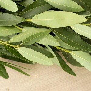 Fresh Cut Bay Leaf Greens - 8 - 10 Stems for Arrangement | Bouquet ...