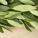 Fresh Cut Bay Leaf Greens - 8 - 10 Stems for Arrangement | Bouquet ...