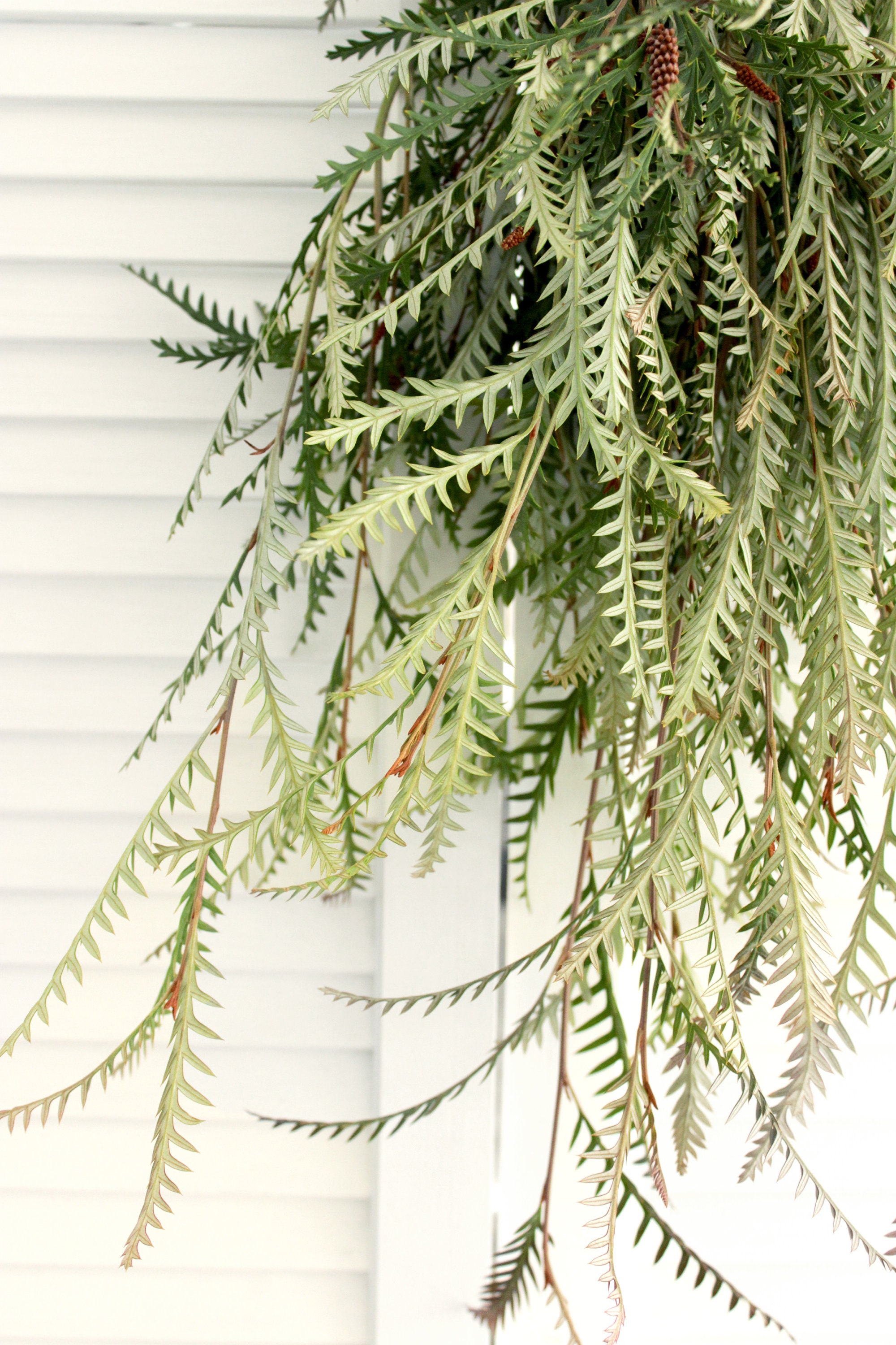 Fresh Grevillea Foliage - Free Shipping - for DIY Wedding | Bouquet ...
