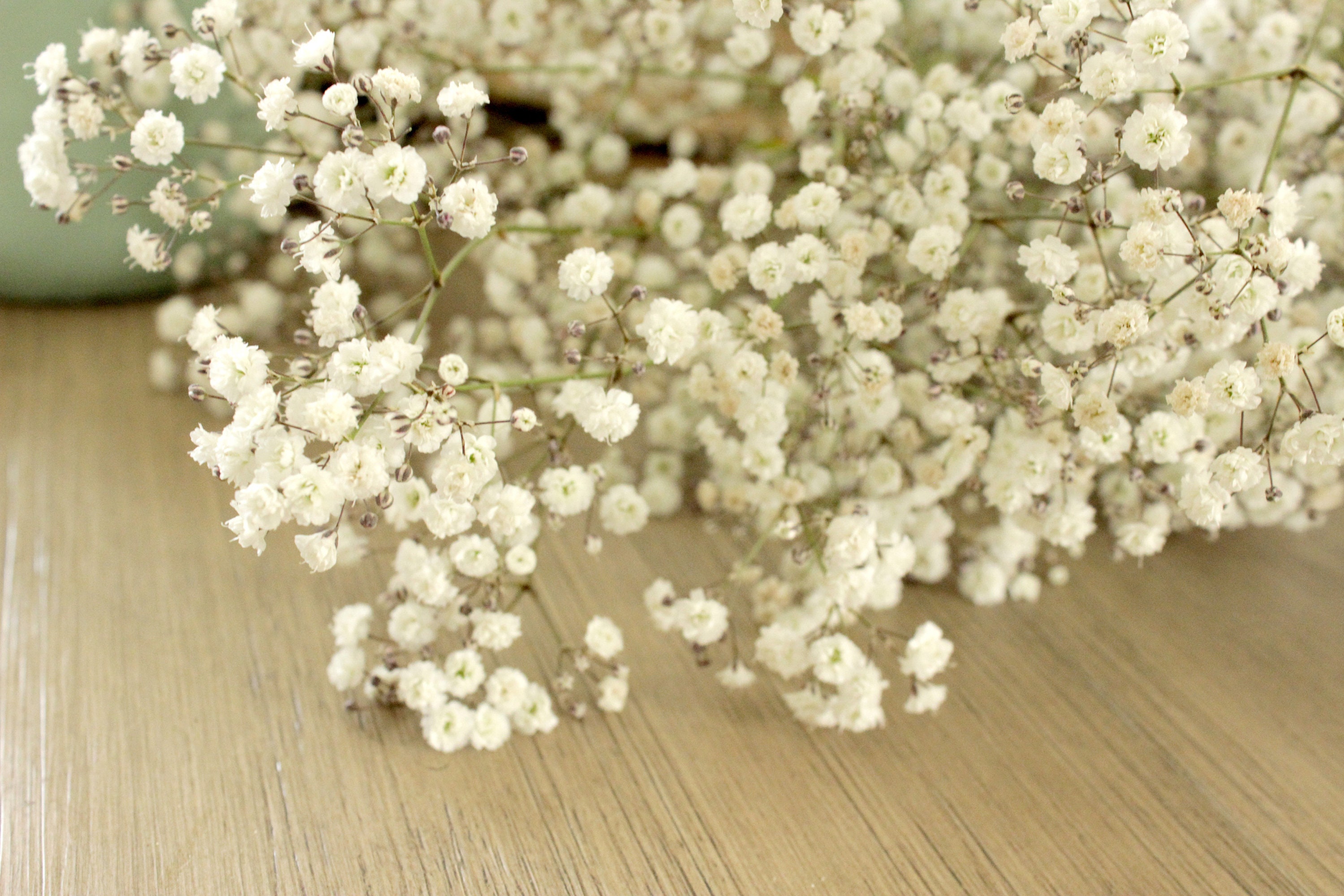 Fresh Baby’s Breath Gypsophila - 5-7 Stems (free Shipping) - Etsy