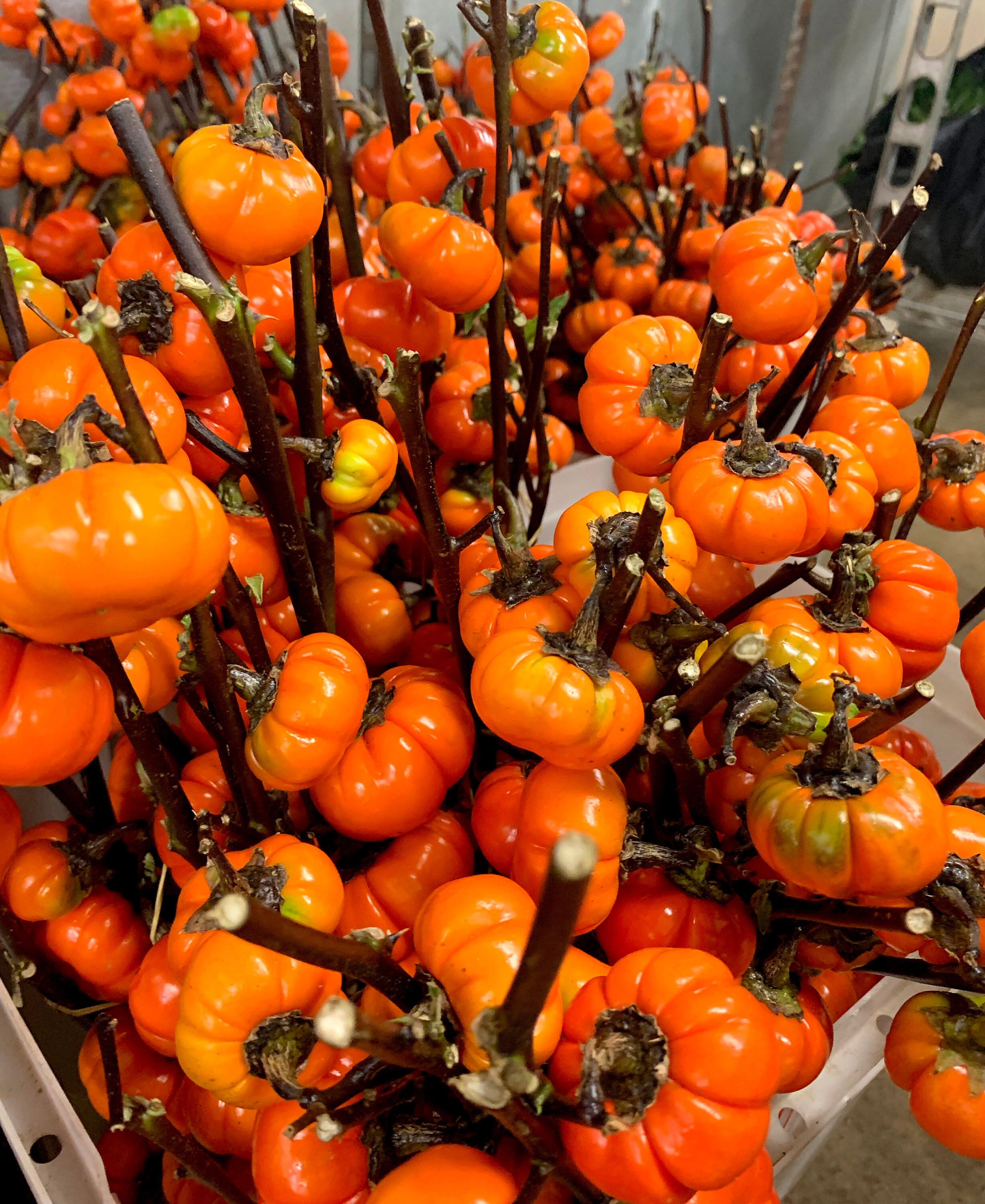 Fresh Cut Pumpkin Tree Branches 4-5 Stems Pumpkin on a - Etsy