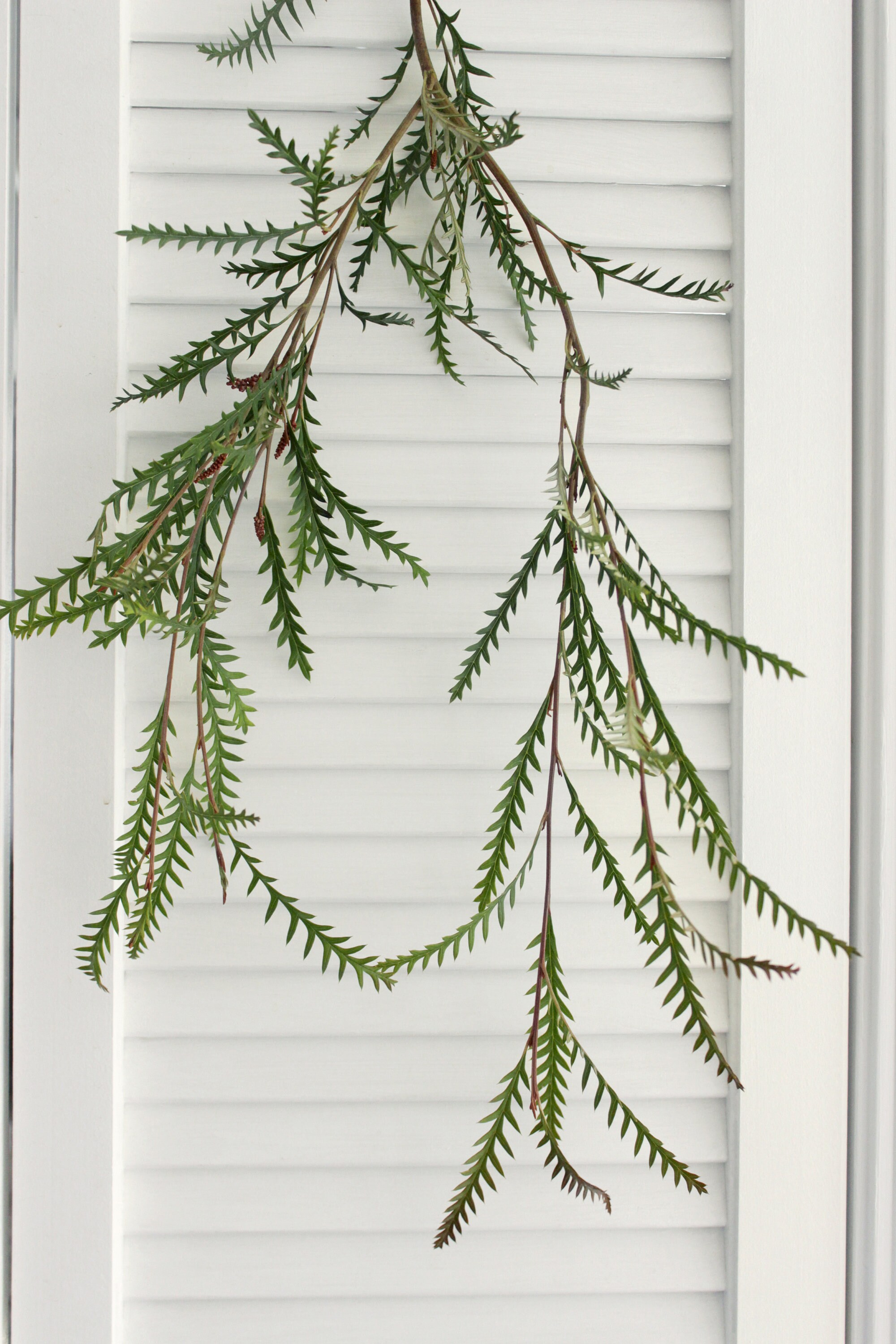 Fresh Grevillea Foliage - Free Shipping - for DIY Wedding | Bouquet ...
