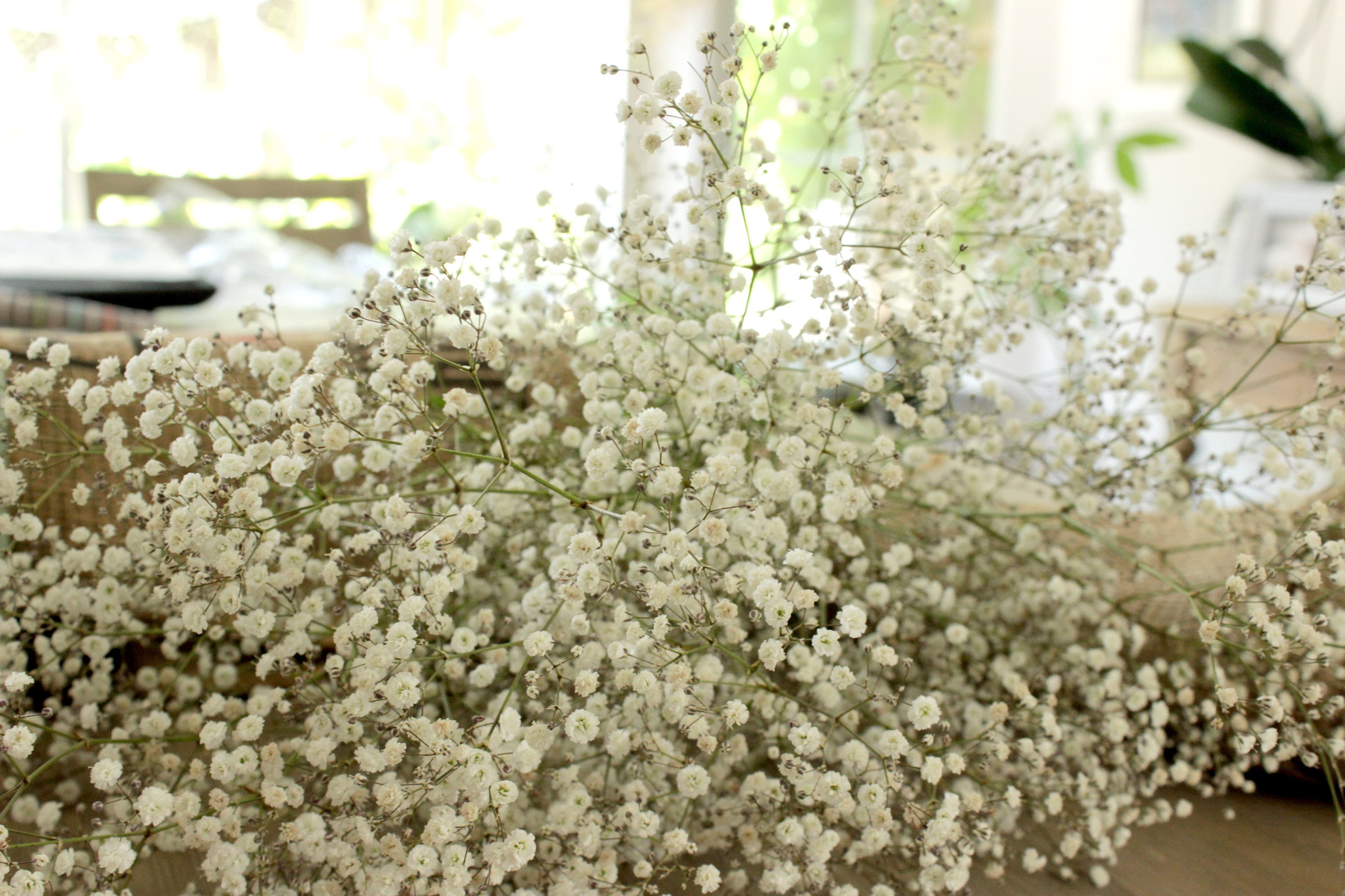 Fresh Baby’s Breath Gypsophila - 5-7 Stems (free Shipping) - Etsy