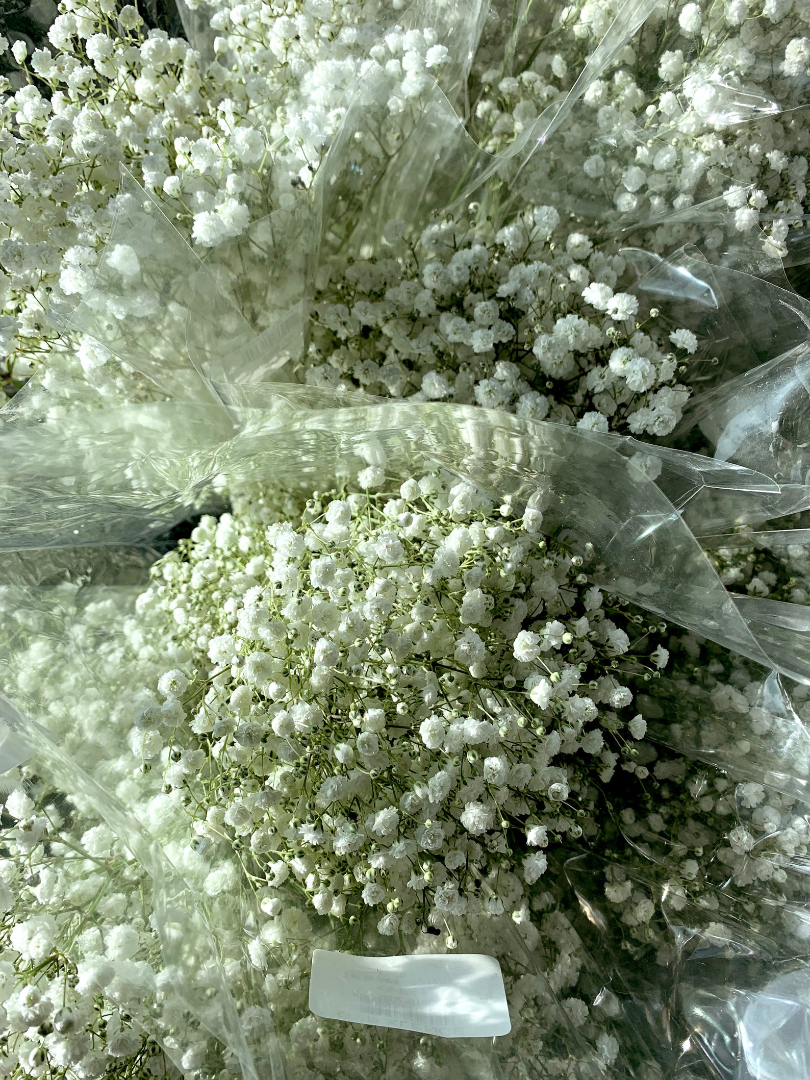 Fresh Baby’s Breath Gypsophila - 5-7 Stems (free Shipping) - Etsy