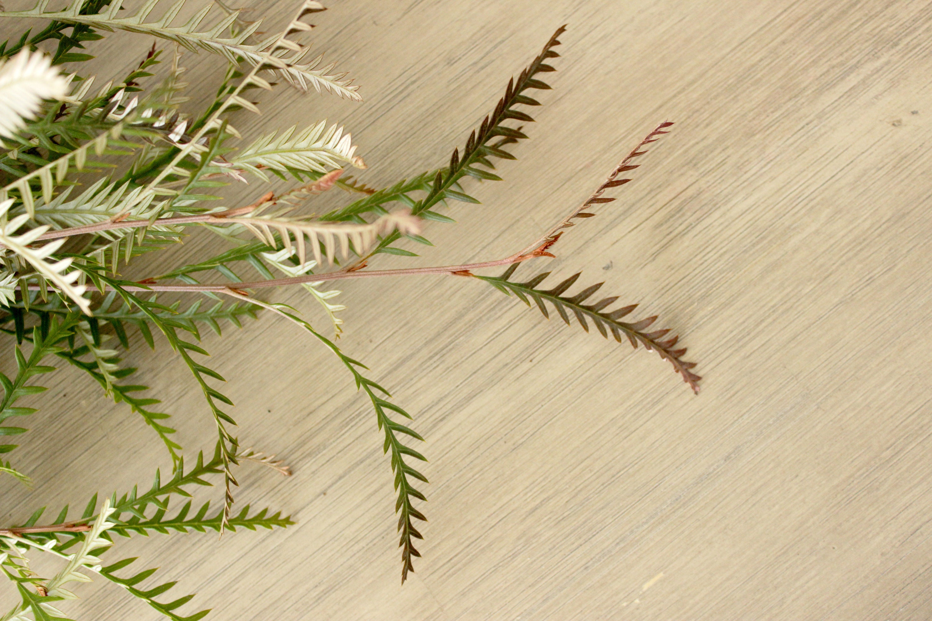 Fresh Grevillea Foliage - Free Shipping - for DIY Wedding | Bouquet ...