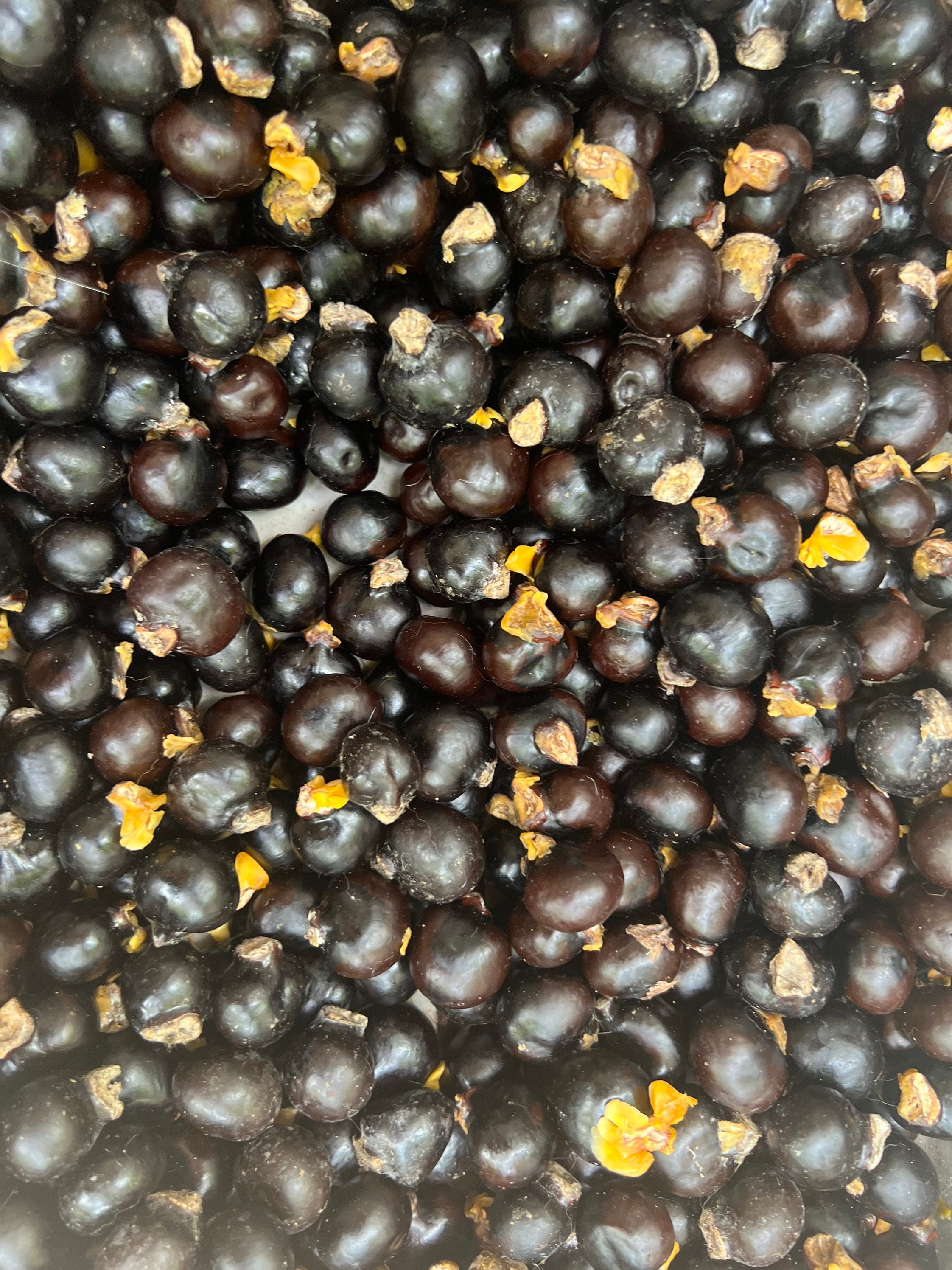 Ripkitty Premium Ackee Blighia Sapida Seeds Only, Grow Your Own! - Etsy