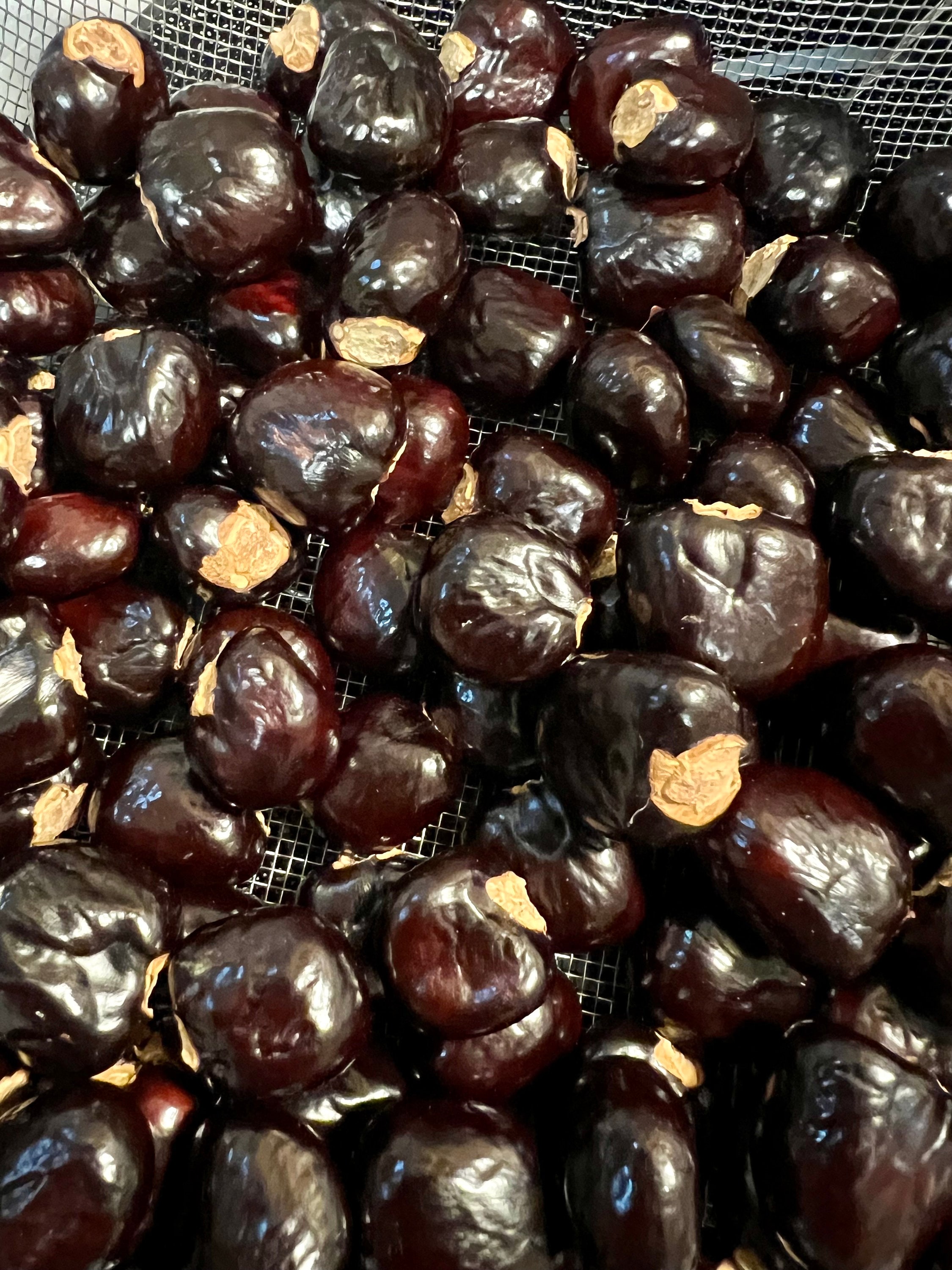 Ripkitty Premium Ackee Blighia Sapida Seeds Only, Grow Your Own! - Etsy