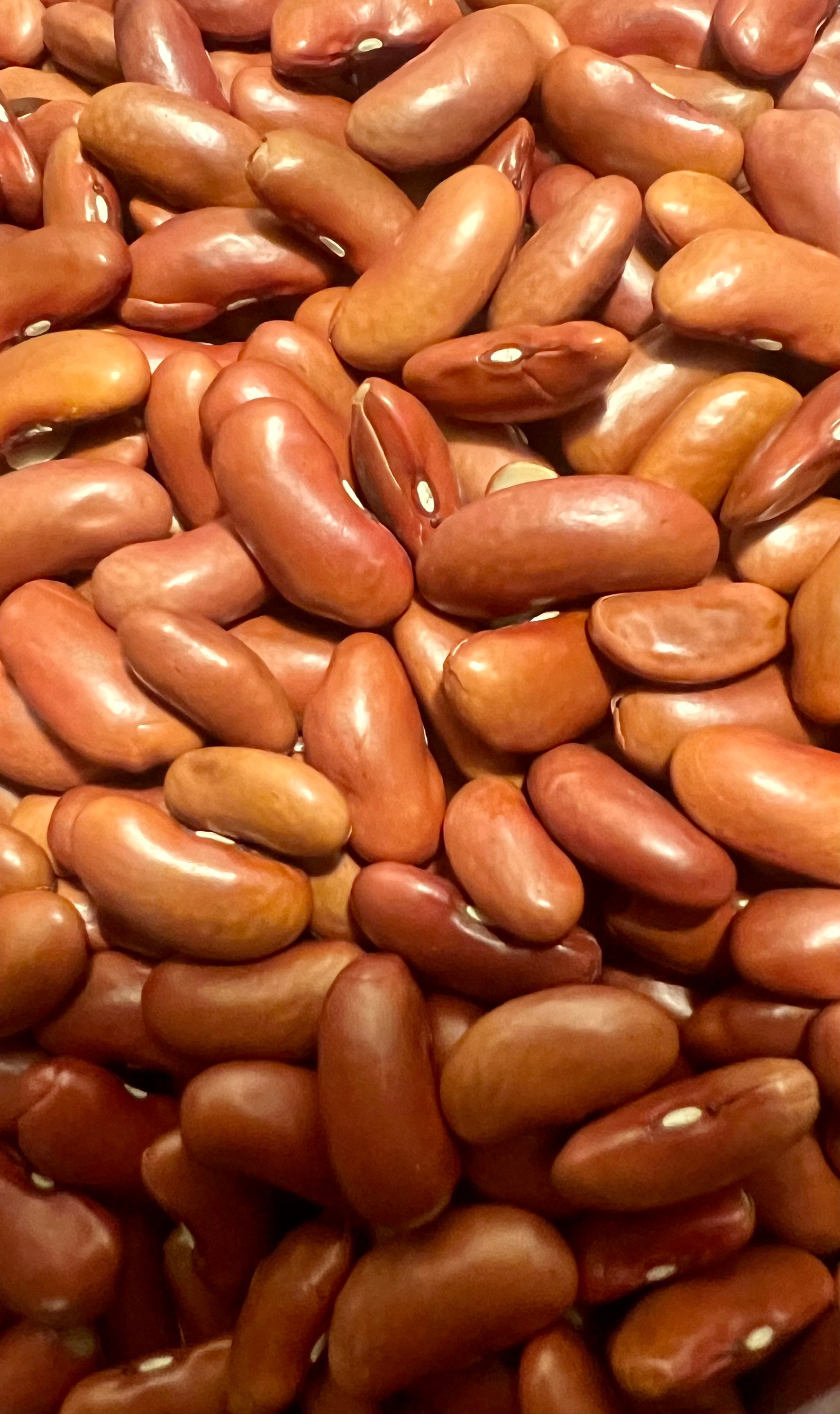 Ripkitty Red Kidney Beans Seed Grains Drought-tolerant - Etsy