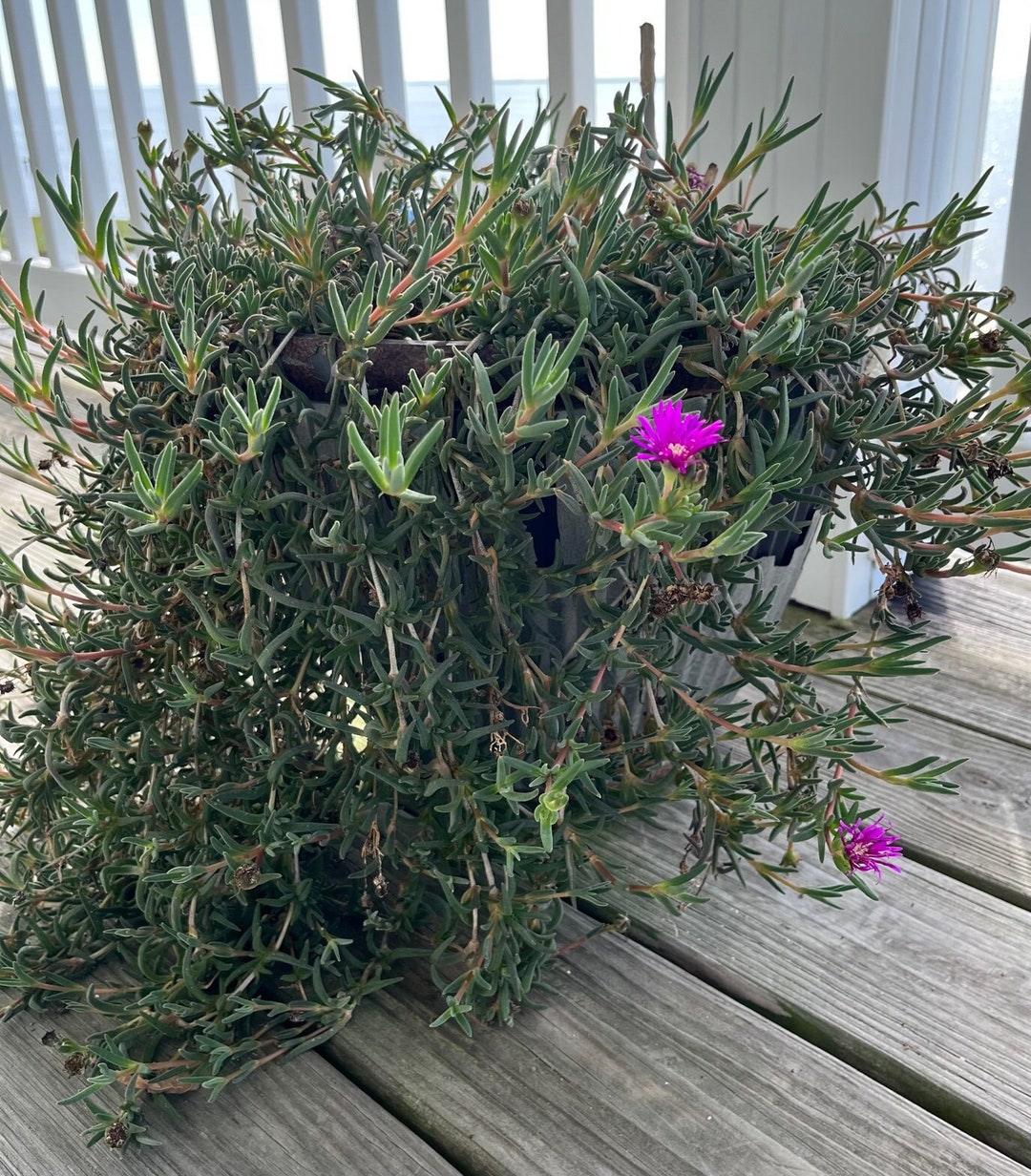 Purple Ice Plant Cutting-succulent-fast Growing Ground-cover - Etsy