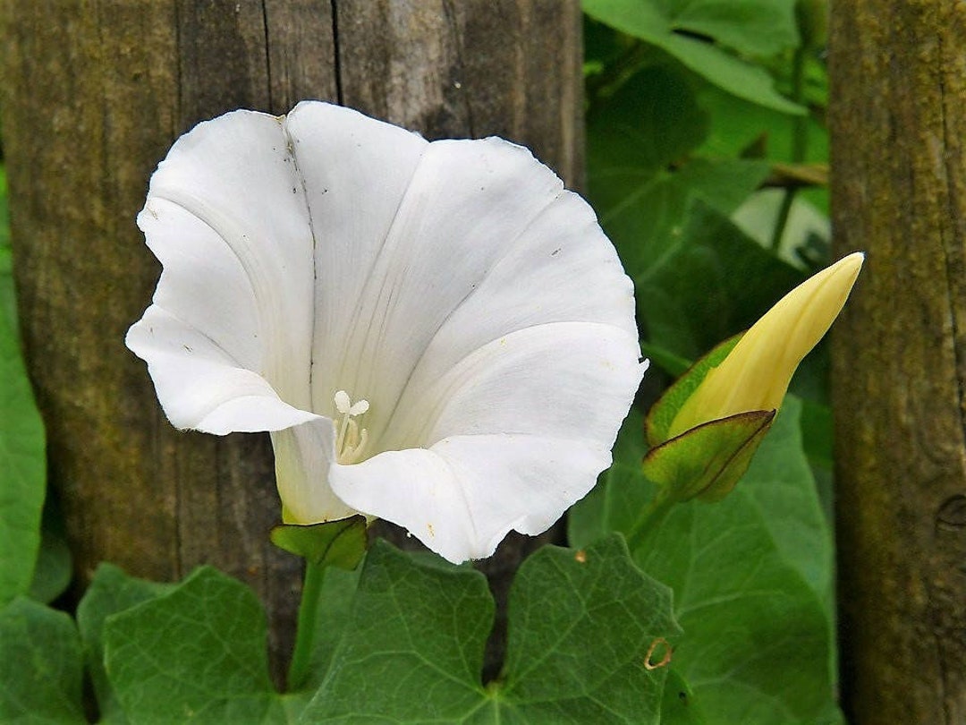 Moonflower - Heirloom Vine - Fragrant White Blooms and Night-blooming ...