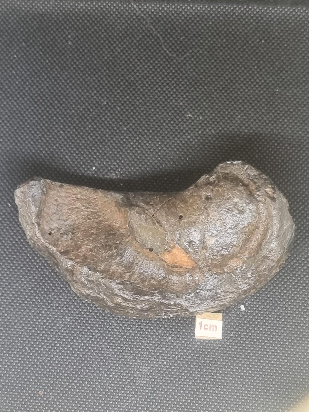 Large Fossil Miocene Bulla Bone - Sea Mammal Inner Ear Bone- Fossil - Etsy