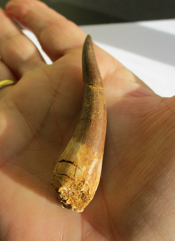 Plesiosaur Tooth Large 60mm DINOSAUR FOSSIL MOROCCO Certified - Etsy