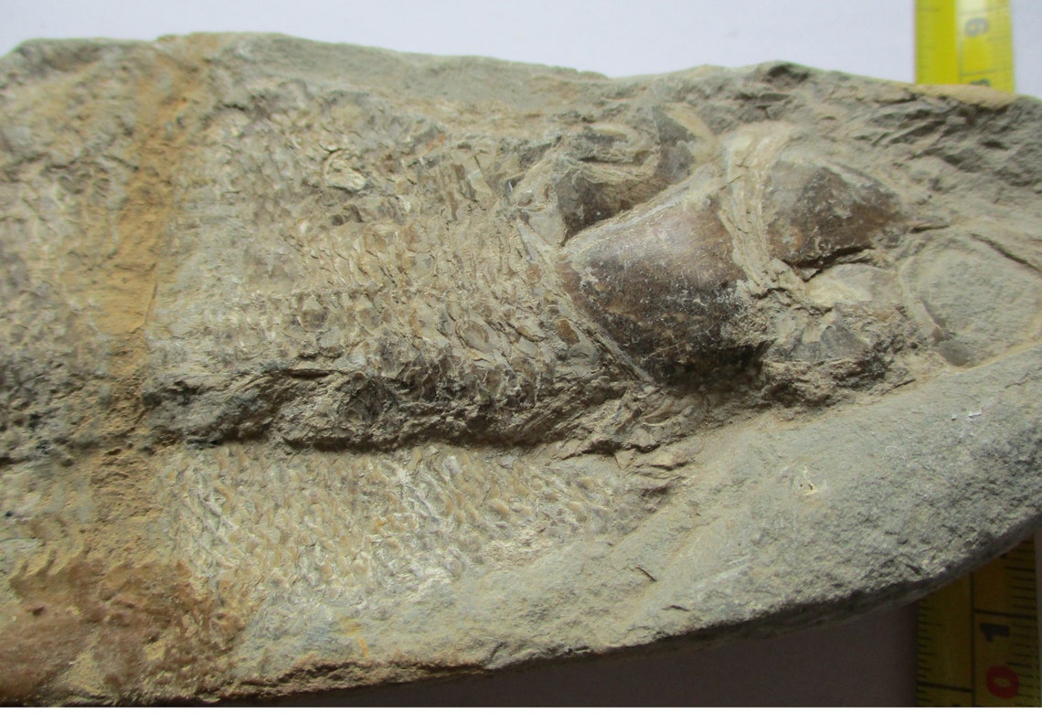 Racholepis Brazilian Fossil Fish Ultra Rare Cretaceous 110 Million ...