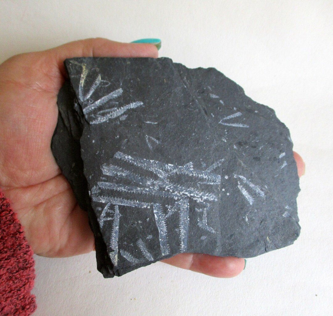 Amazing Group of Graptolites From Abereiddy in Wales 100mm X - Etsy UK