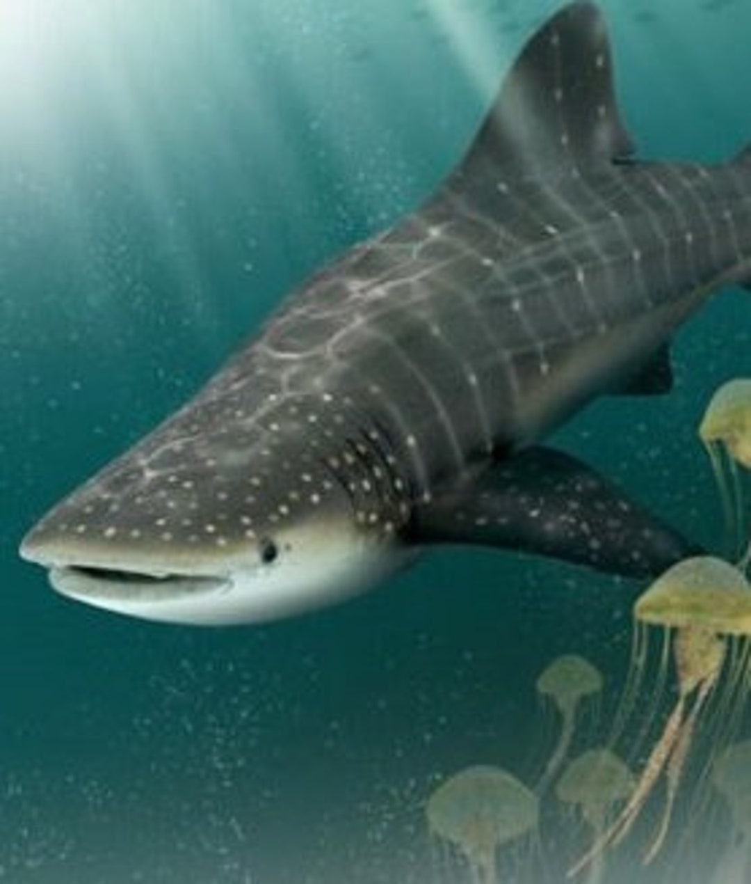 Whale Shark Sealife Toy Model Figure by Collecta 88453 Brand New - Etsy