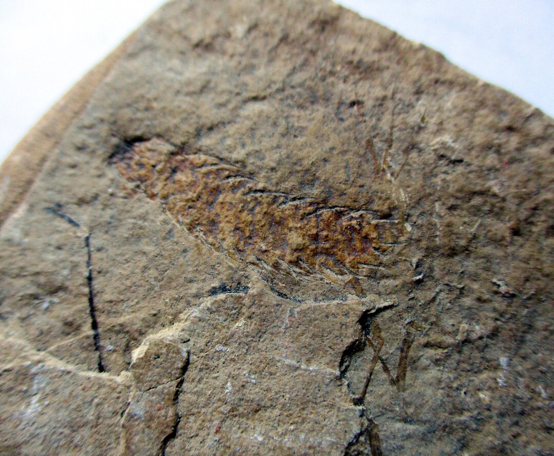 Fossil Mayfly Larvae (ephemeroptera) - Etsy