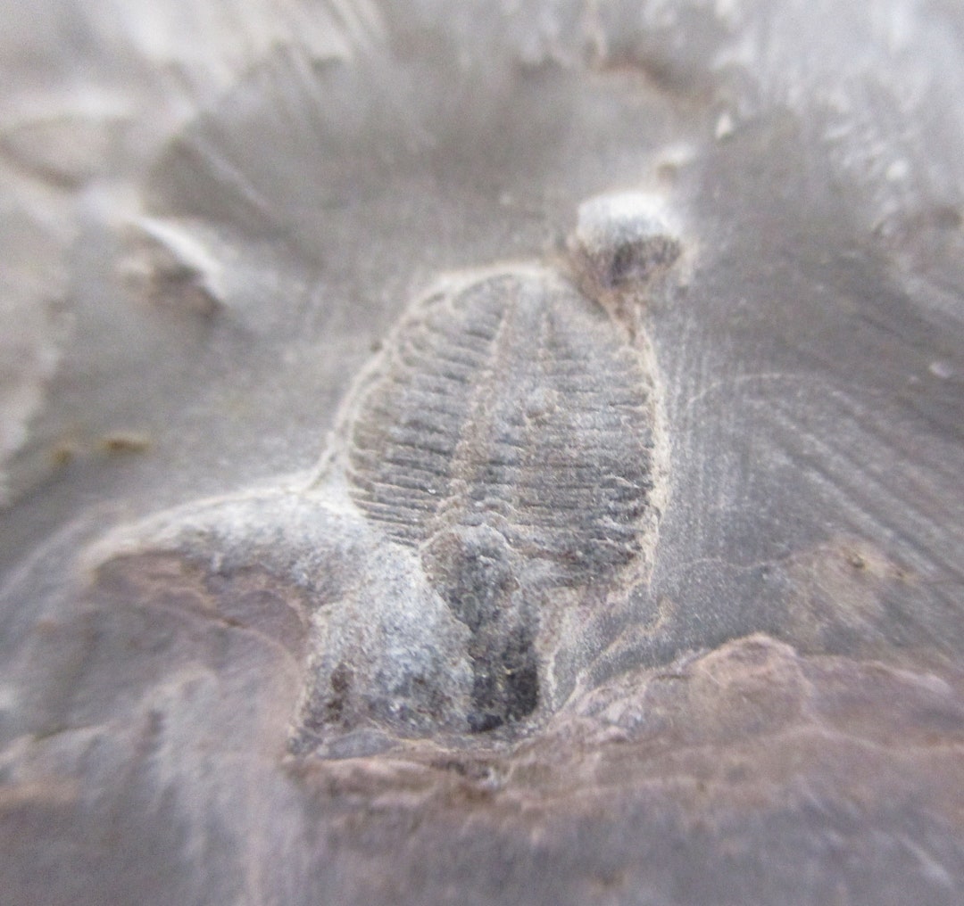 Trilobite .... at Least 4 X Elrathia Kingii Trilobites on a Shale Slab ...