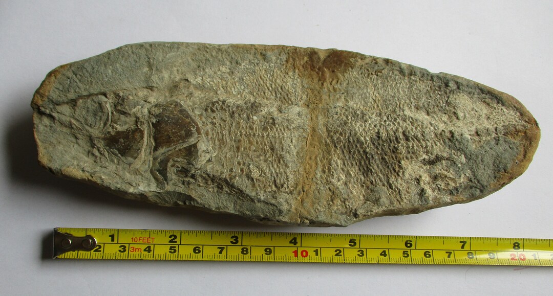 Racholepis Brazilian Fossil Fish Ultra Rare Cretaceous 110 Million ...