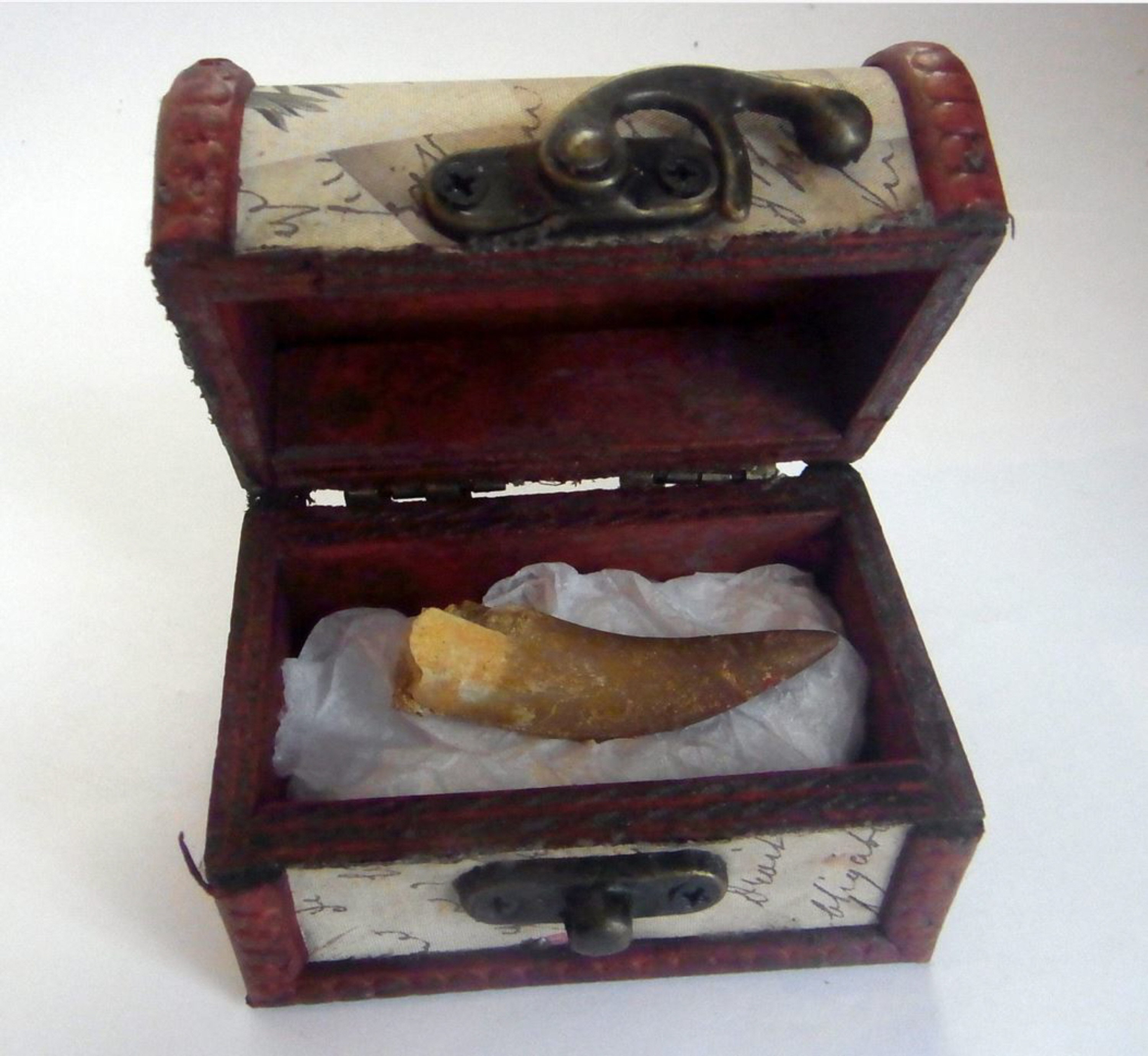 Plesiosaur Tooth Treasure Chest Ideal Gift Idea Real | Etsy