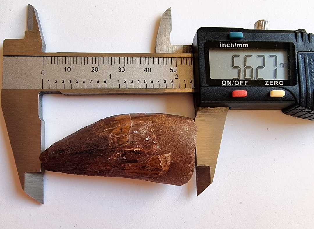 Carcharodontosaurus African T-rex Dinosaur Fossil Tooth 56mm ...