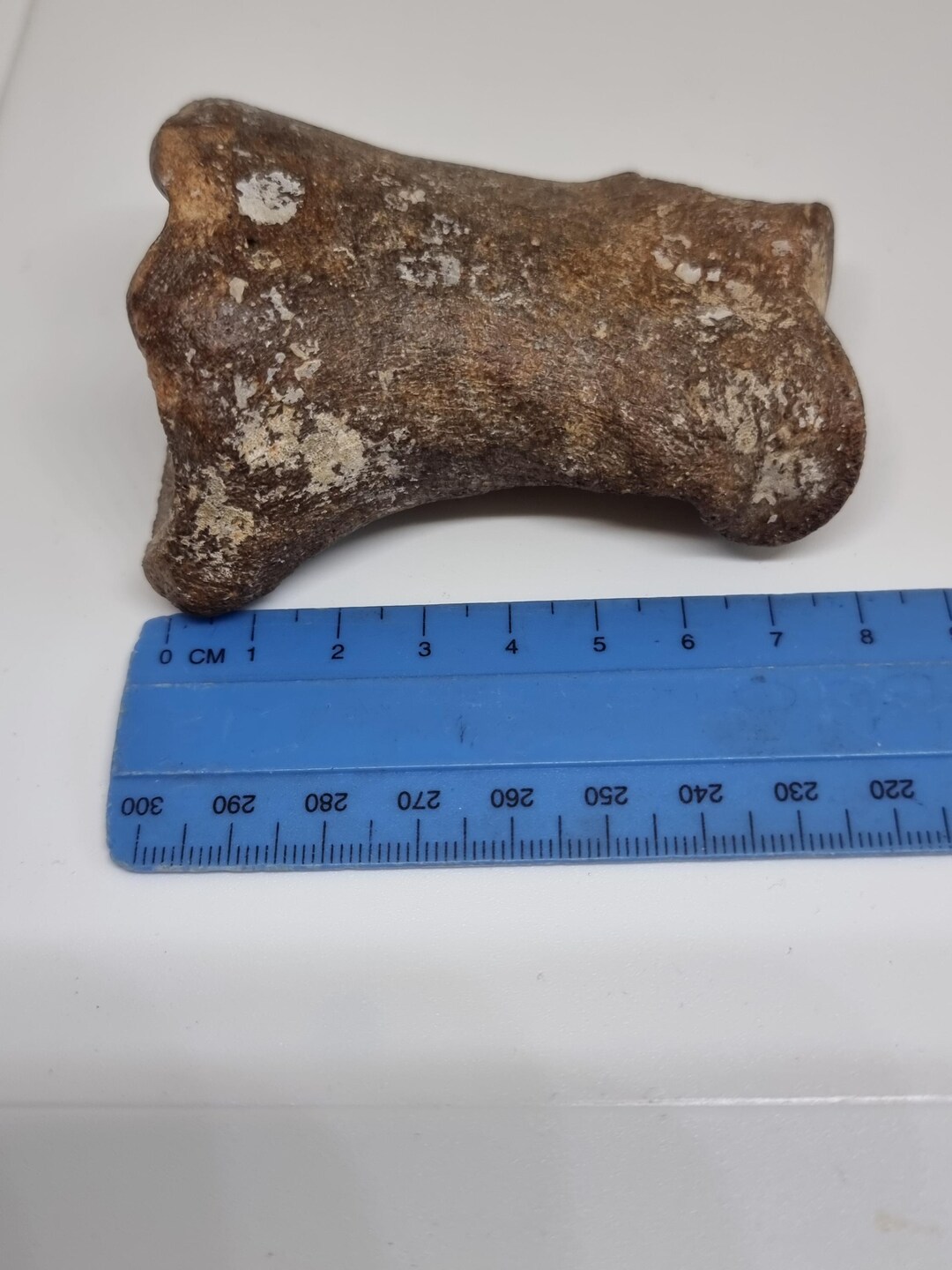 Giant Irish Elk Megaloceras Fossil Toe Bone 122g 80mm - Etsy