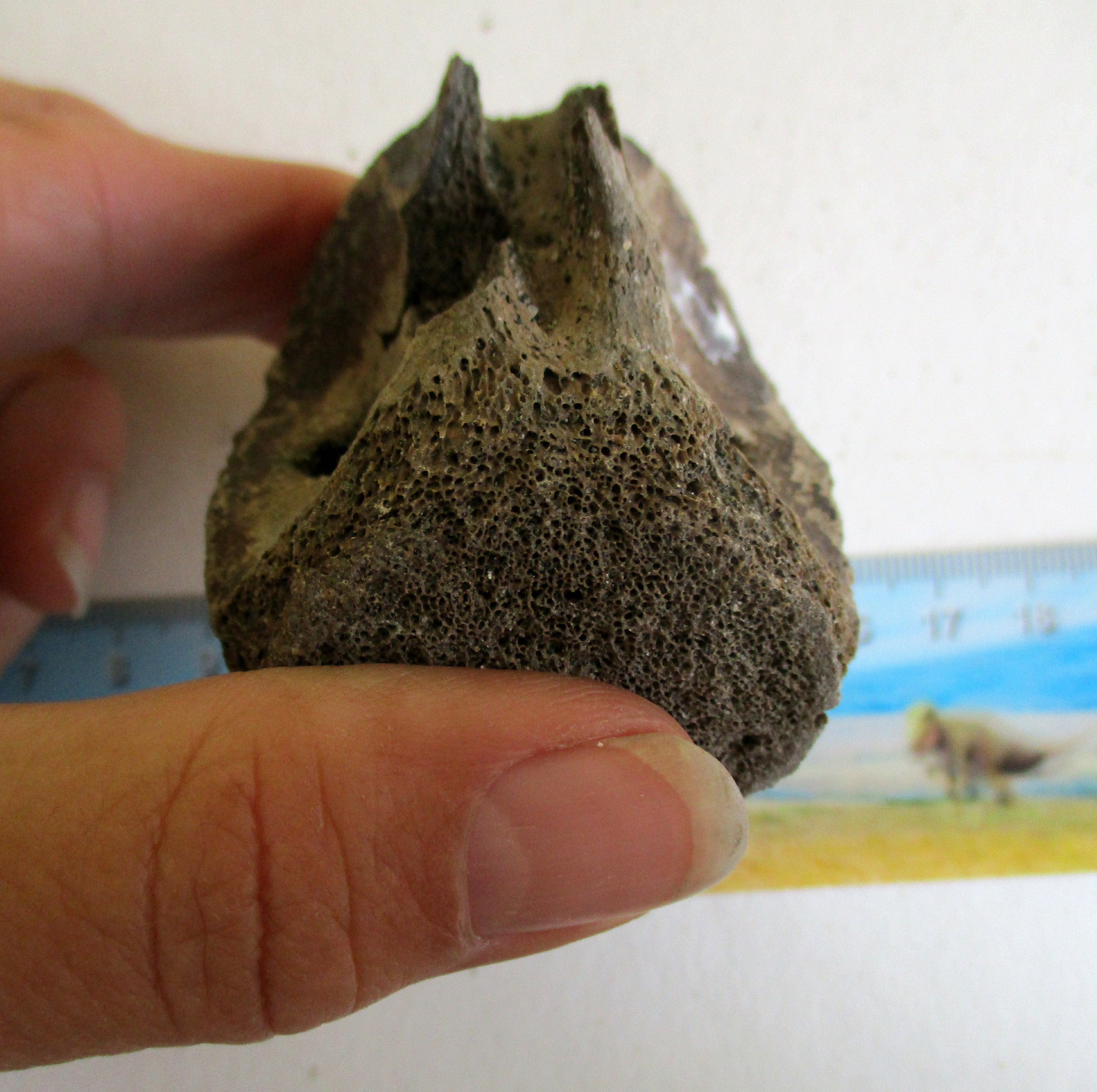 Giant Irish Elk Megaloceras fossil toe bone 90g 50mm ba10 | Etsy