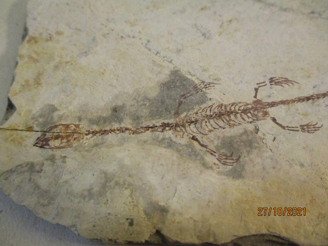 Ultra Rare Hyphalosaurus sinohydrosaurus Chinese Water - Etsy